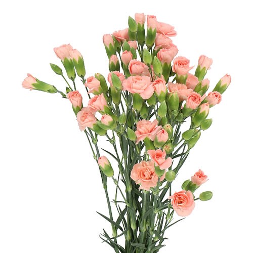 Spray Carnations | Wholesale Flowers & Florist Supplies UK