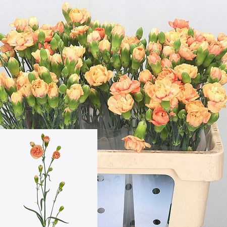 Spray Carnations | Wholesale Flowers & Florist Supplies UK