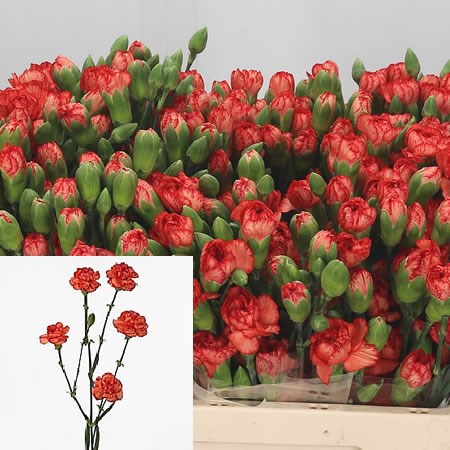 Spray Carnations | Wholesale Flowers & Florist Supplies UK