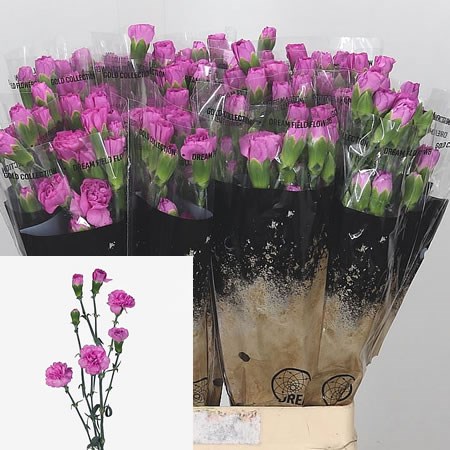 Spray Carnations | Wholesale Flowers & Florist Supplies UK