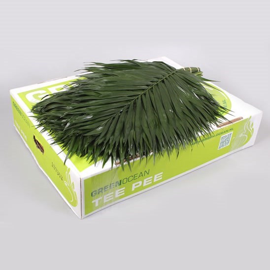 Wholesale Dutch flowers. Wholesale Floral Supplier