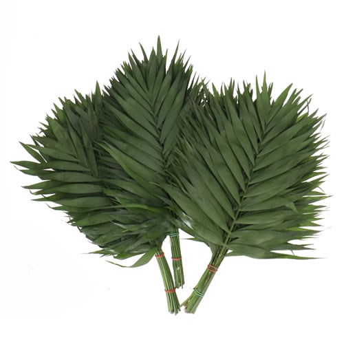 Greenery | Wholesale Flowers UK | Wedding Flowers | Triangle Nursery