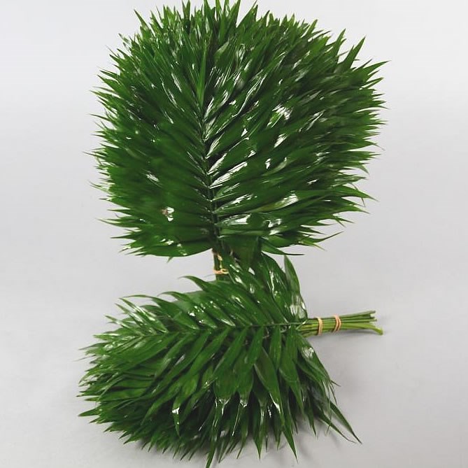 Greenery | Wholesale Flowers UK | Wedding Flowers | Triangle Nursery