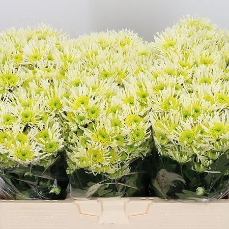 CHRYSANTHEMUM SANTINI SUN UP 55cm | Wholesale Dutch Flowers & Florist ...