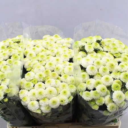 Chrysanthemum Santini | Wholesale Flowers & Florist Supplies UK