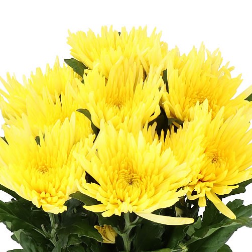 CHRYSANT SGL. ALIBABA 70cm 75gm | Wholesale Dutch Flowers & Florist ...