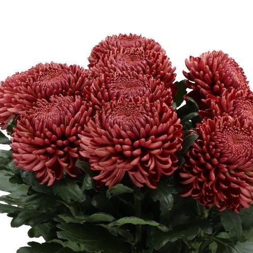 Chrysanthemum Blooms | Wholesale Flowers UK | Wedding Flowers ...