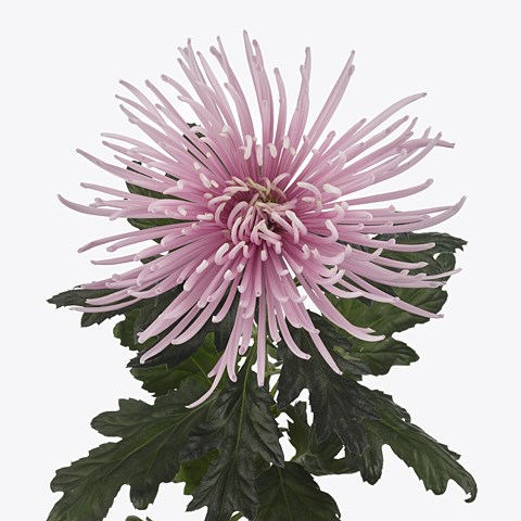 Chrysanthemum Blooms | Wholesale Flowers UK | Wedding Flowers ...