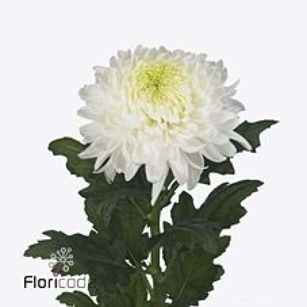 Chrysanthemum Blooms | Wholesale Flowers UK | Wedding Flowers ...