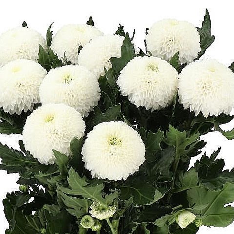 Chrysanthemum Blooms | Wholesale Flowers UK | Wedding Flowers ...