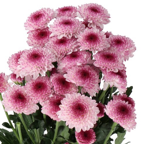 Chrysanthemum Spray | Wholesale Flowers UK | Wedding Flowers | Triangle ...