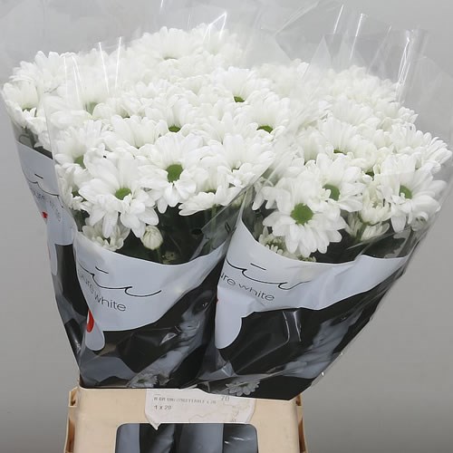 Chrysanthemum Spray | Wholesale Flowers UK | Wedding Flowers | Triangle ...