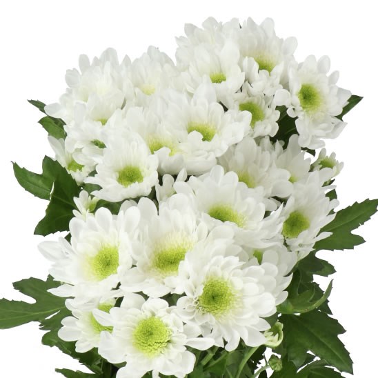 Chrysanthemum Spray | Wholesale Flowers UK | Wedding Flowers | Triangle ...