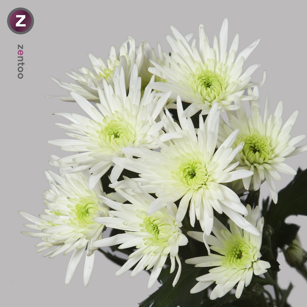 CHRYSANT SPR. BALTICA 70cm | Wholesale Dutch Flowers & Florist Supplies UK