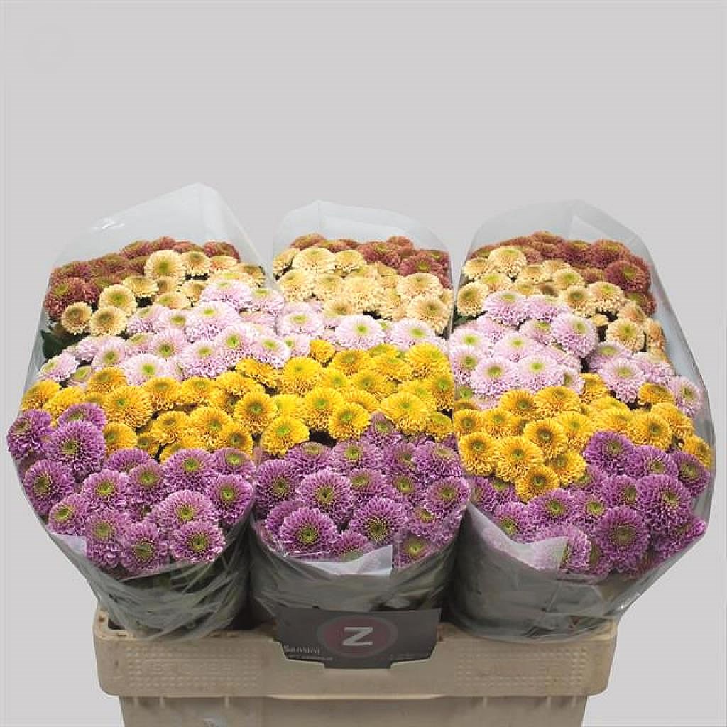 Chrysanthemum Santini | Wholesale Flowers & Florist Supplies UK