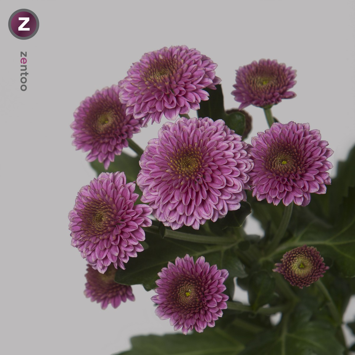 Chrysanthemum Santini | Wholesale Flowers & Florist Supplies UK