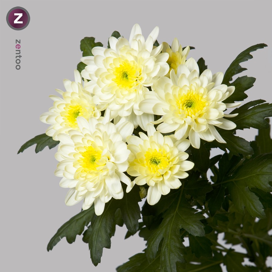 Wholesale Dutch flowers. Wholesale Floral Supplier