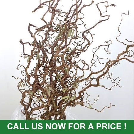 Salix Willow | Wholesale Flowers UK | Wedding Flowers | Triangle Nursery