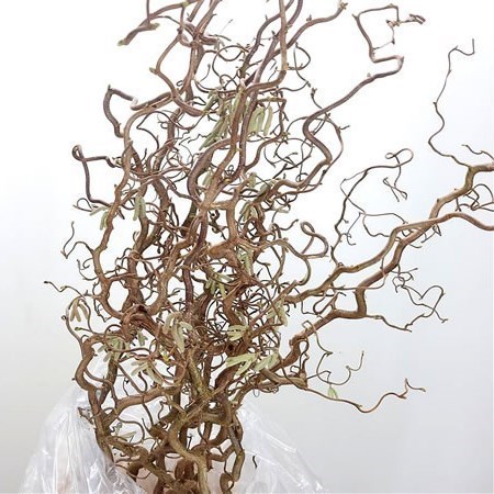 Salix Willow | Wholesale Flowers UK | Wedding Flowers | Triangle Nursery