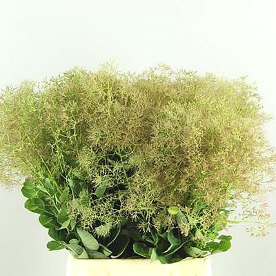 Seasonal Flowers | Wholesale Flowers UK | Wedding Flowers | Triangle ...