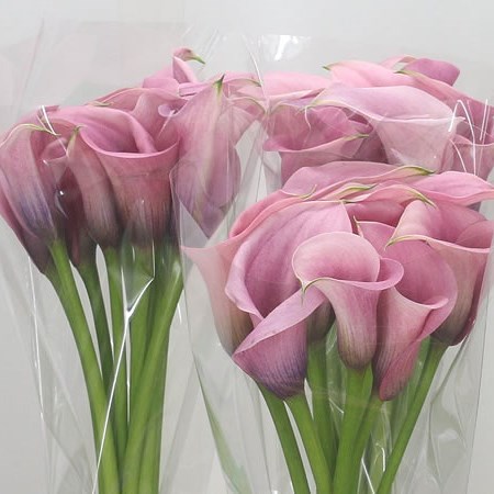 Calla Lilies | Wholesale Flowers UK | Wedding Flowers | Triangle Nursery