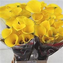 Calla Lily Captain Promise70cm | Wholesale Dutch Flowers & Florist ...