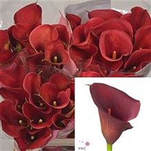 Calla Lilies | Wholesale Flowers UK | Wedding Flowers | Triangle Nursery