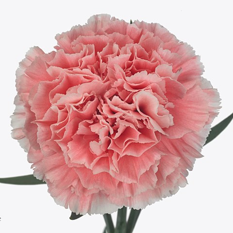 CARNATION APPLE TEA 70cm | Wholesale Dutch Flowers & Florist Supplies UK