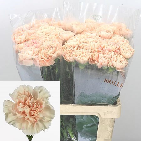 Carnation Standard | Wholesale Flowers UK | Wedding Flowers | Triangle ...