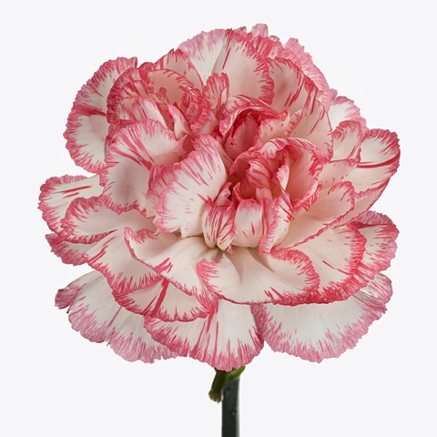 Carnation Standard | Wholesale Flowers UK | Wedding Flowers | Triangle ...