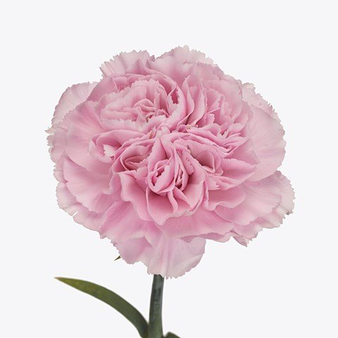 Carnation Standard | Wholesale Flowers UK | Wedding Flowers | Triangle ...