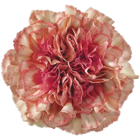 Carnation Standard | Wholesale Flowers UK | Wedding Flowers | Triangle ...
