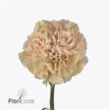 Carnation Standard | Wholesale Flowers UK | Wedding Flowers | Triangle ...