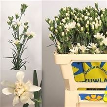 Spray Carnations | Wholesale Flowers & Florist Supplies UK