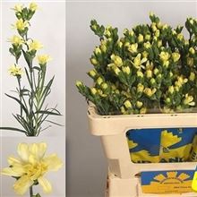 Spray Carnations | Wholesale Flowers & Florist Supplies UK