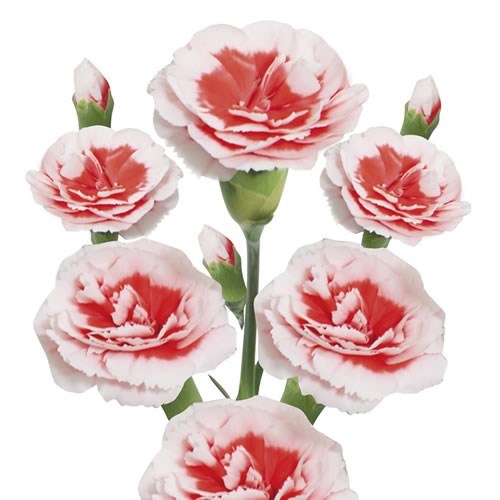 Spray Carnations | Wholesale Flowers & Florist Supplies UK