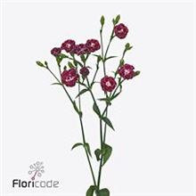 Spray Carnations Bubblegum Pink | Wholesale Flowers & Florist Supplies UK