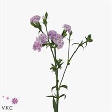 Spray Carnations | Wholesale Flowers & Florist Supplies UK