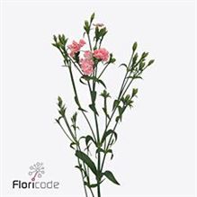 Spray Carnations | Wholesale Flowers & Florist Supplies UK