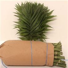Italian Eucalyptus Cinerea | Wholesale Flowers & Florist Supplies UK