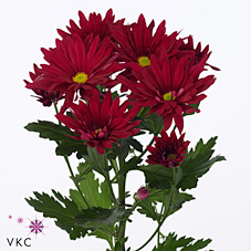 Chrysanthemums Haydar | Wholesale Flowers & Florist Supplies UK