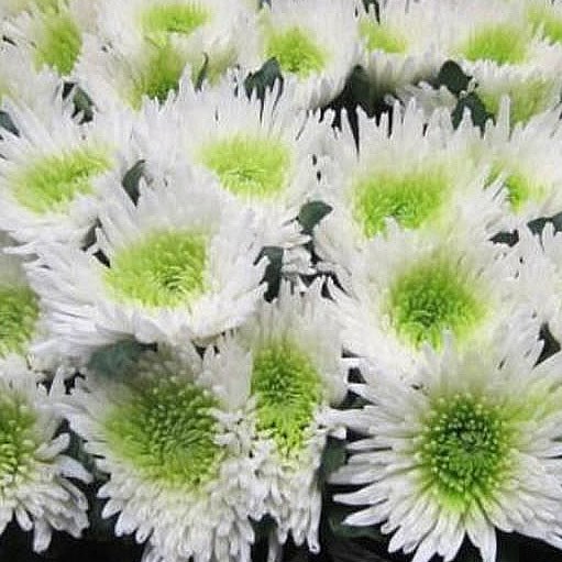 Chrysanth Blooms Dyed