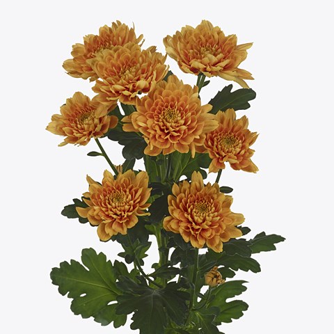 Chrysanthemum Spray | Wholesale Flowers UK | Wedding Flowers | Triangle ...