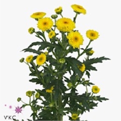 Chrysanthemum Santini Aurinko | Wholesale Flowers & Florist Supplies UK