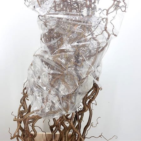 Salix Willow | Wholesale Flowers UK | Wedding Flowers | Triangle Nursery