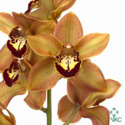 Cymbidium Orchids | Wholesale Flowers UK | Wedding Flowers | Triangle ...