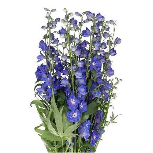 DELPHINIUM DELPHI'S EMERALD 120cm | Wholesale Dutch Flowers & Florist ...