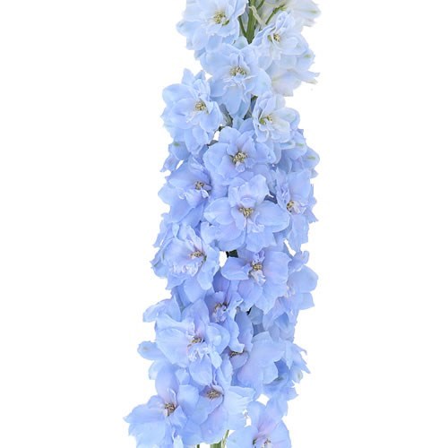 DELPHINIUM DELPHI'S EMERALD 120cm | Wholesale Dutch Flowers & Florist ...