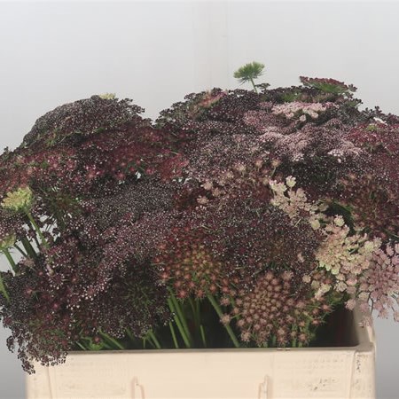 Seasonal Flowers | Wholesale Flowers UK | Wedding Flowers | Triangle ...