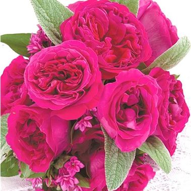 Rose Beatrice by David Austin | David Austin Garden Roses | Triangle ...